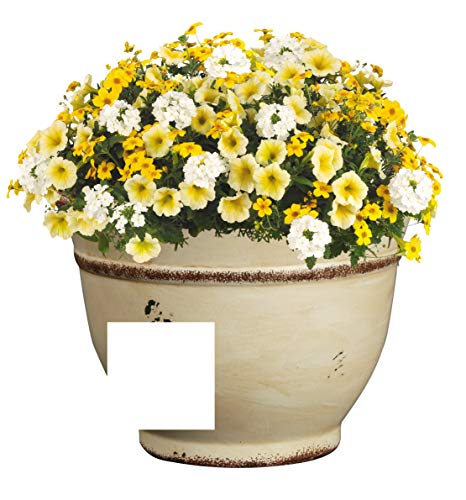 Classic Home & Garden 10512D 532R 12" Alena Planter, Vintage Ivory Enamel