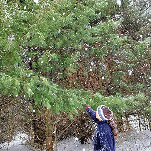 Organic Pine Needles for Tea | FRESH NOT DRIED | Maxwell Creek Farm | Loose Needles | Immune Boosting | Includes Trial Custom Blend Pine Needle Tea Bag! (2 Ounce Trial)