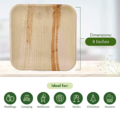 Dtocs Palm Leaf Plate 8 Inch Square Plate (50 Pcs) Bamboo Plate Like Compostable Party Plate Set - Mini Dinner Plate, Cake Plate, Appetizer Plate | Disposable Plates Sturdier Than 8" Paper Plates