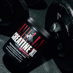 Animal Creatine XL Powder - Enhanced Pre Workout Creatine Monohydrate Supplement - Support Brain Health, Delay Fatigue, Enhance Endurance, Improve Recovery, Men and Women - Fruit Punch