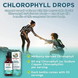 Chlorophyll Liquid Drops for Immune Support | Liquid Chlorophyll Drops | Energy Boost | Skin Care Supplement | Natural Deodorant | Vegan | Non-GMO | Gluten Free | 2 Fl Oz