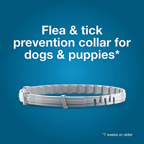 Seresto Large Dog Vet-Recommended Flea & Tick Treatment & Prevention Collar for Dogs Over 18 lbs. | 8 Months