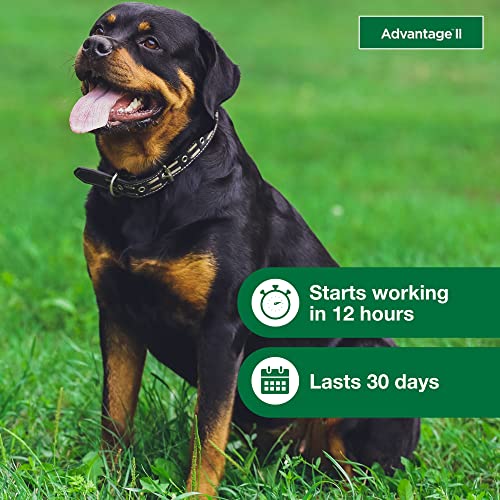 Advantage II XL Dog Vet-Recommended Flea Treatment & Prevention | Dogs Over 55 lbs. | 6-Month Supply