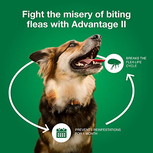 Advantage II Large Dog Vet-Recommended Flea Treatment & Prevention | Dogs 21-55 lbs. | 4-Month Supply