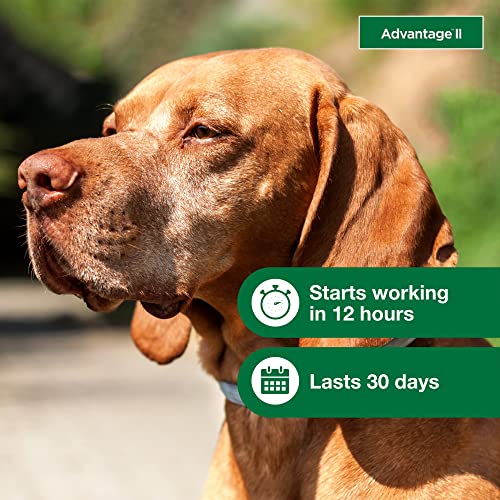 Advantage II Large Dog Vet-Recommended Flea Treatment & Prevention | Dogs 21-55 lbs. | 4-Month Supply