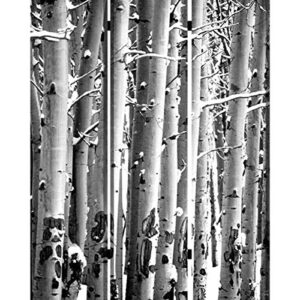 Benjara 3 Panel Canvas Foldable Screen with Birch Print, Black and White