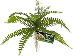 zoo med sword fern