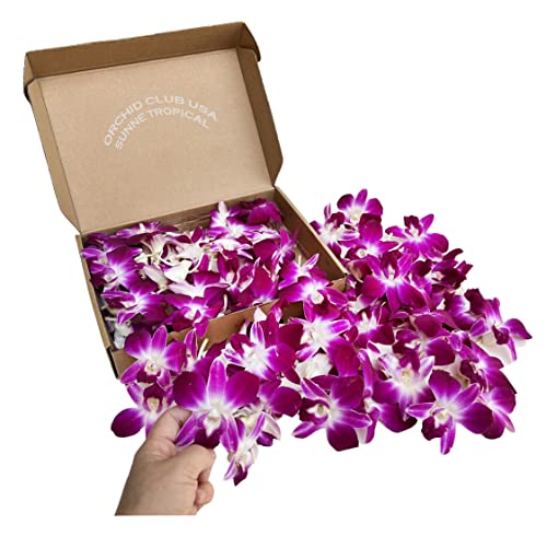 Sunne Tropical OrchidClub USA Loose Bloom Fresh Orchid Flower Head DIY Lei, food & drink decoration (100 PURPLE)