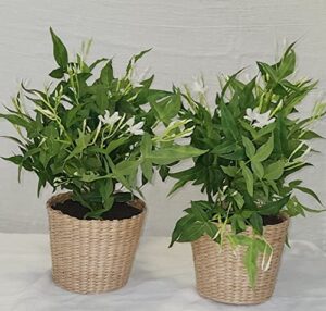 threshold™ – jasmine faux plant – designed with studio mcgee – set of 2