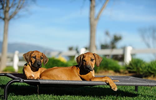 Love's cabin Outdoor Elevated Dog Bed - 49in Pet Dog Beds for Extra Large Medium Small Dogs - Portable Dog Cot for Camping or Beach, Durable Fall Frame Raised Dog Bed with Breathable Mesh