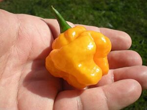 yellow scotch bonnet pepper seeds- 30+ seeds