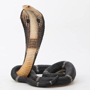 Veronese Design Coiled and Rearing King Cobra Sculptured Statue