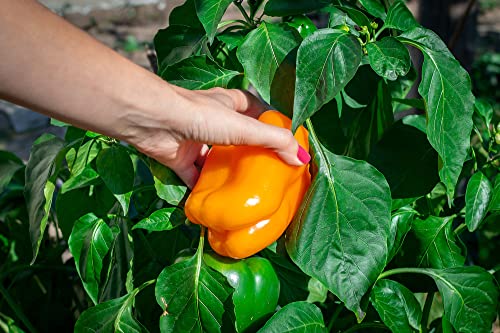 Rainbow Blend Sweet Bell Pepper Seeds, 50+ Heirloom Seeds Per Packet, (Isla's Garden Seeds), Non GMO Seeds