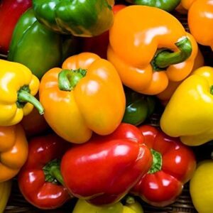 Rainbow Blend Sweet Bell Pepper Seeds, 50+ Heirloom Seeds Per Packet, (Isla's Garden Seeds), Non GMO Seeds