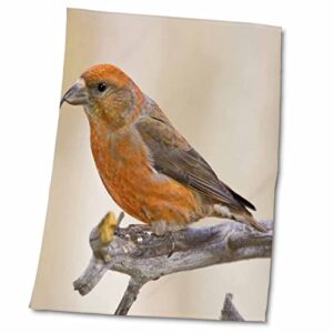 3drose colorado, frisco, red crossbill bird – us06 bja0083 – jaynes gallery – towels (twl-88842-2)