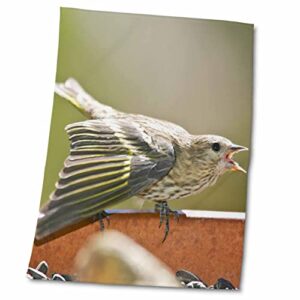 3drose colorado, frisco. pine siskin bird – us06 bja0075 – jaynes gallery – towels (twl-88835-2)