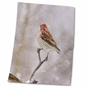 3drose colorado, frisco. cassins finch birds – us06 bja0081 – jaynes gallery – towels (twl-88841-2)