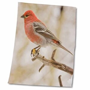 3drose colorado, frisco, pine grosbeak bird – us06 bja0079 – jaynes gallery – towels (twl-88839-2)