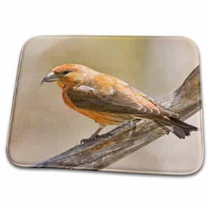 3drose colorado, frisco, red crossbill bird – us06 bja0078 -. – dish drying mats (ddm-88838-1)