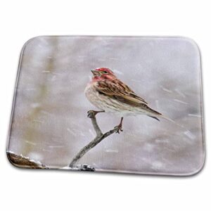 3drose colorado, frisco. cassins finch birds – us06 bja0081… – bathroom bath rug mats (rug-88841-1)