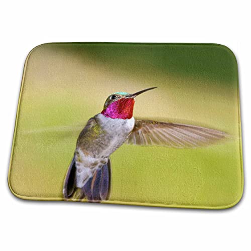 3dRose Colorado, Frisco, Hummingbird in Flight - US06... - Bathroom Bath Rug Mats (rug-88843-1)