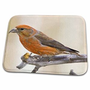 3drose colorado, frisco, red crossbill bird – us06 bja0083 -. – dish drying mats (ddm-88842-1)