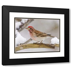 artdirect co, frisco cassins finch perched on branch 18×13 black modern wood framed with double matting museum art print by lord, fred