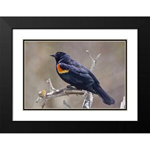 ArtDirect CO, Frisco Portrait of Male red-Winged Blackbird 18x13 Black Modern Wood Framed with Double Matting Museum Art Print by Lord, Fred