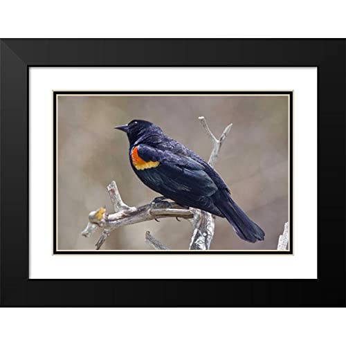 ArtDirect CO, Frisco Portrait of Male red-Winged Blackbird 18x13 Black Modern Wood Framed with Double Matting Museum Art Print by Lord, Fred