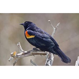 ArtDirect CO, Frisco Portrait of Male red-Winged Blackbird 18x13 Black Modern Wood Framed with Double Matting Museum Art Print by Lord, Fred