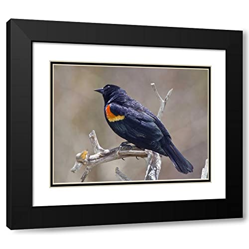 ArtDirect CO, Frisco Portrait of Male red-Winged Blackbird 18x13 Black Modern Wood Framed with Double Matting Museum Art Print by Lord, Fred