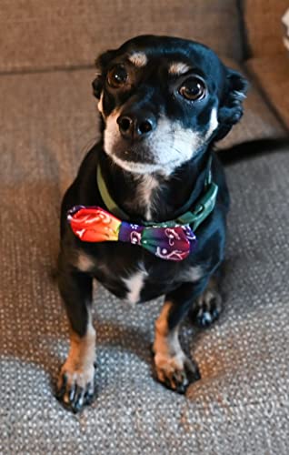 H&K Bow Tie for Pets | Bone-Dana Multi (Small) | Velcro Bow Tie Collar Attachment | Fun Bow Ties for Dogs & Cats | Cute, Comfortable, and Durable | Huxley & Kent Bow Tie