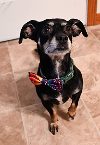 H&K Bow Tie for Pets | Bone-Dana Multi (Small) | Velcro Bow Tie Collar Attachment | Fun Bow Ties for Dogs & Cats | Cute, Comfortable, and Durable | Huxley & Kent Bow Tie