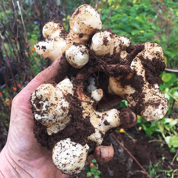 Jerusalem Artichoke Early Dwarf Sunray Variety, Sunchoke Sunroot Individual Tubers for Planting, 5 Tubers for Planting