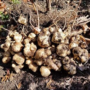 Jerusalem Artichoke Early Dwarf Sunray Variety, Sunchoke Sunroot Individual Tubers for Planting, 5 Tubers for Planting