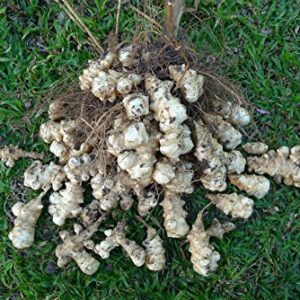 Three Sunchokes - Organic EARLY Dwarf Sunray Variety Jerusalem Artichoke Tubers by Yumheart Gardens (3)