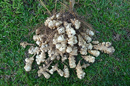 Three Sunchokes - Organic EARLY Dwarf Sunray Variety Jerusalem Artichoke Tubers by Yumheart Gardens (3)