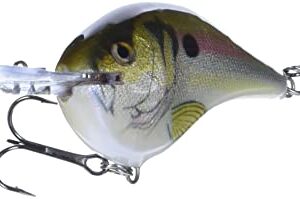 Rapala Dives-to 16 Live DT16RSL: Dives-to 16 Live River Shad, One Size