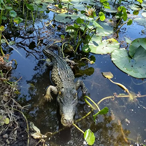 Poolmaster 30-Inch Floating Crocodile Decoy for Pool, Pond, Garden and Patio, Body , Brown , Medium