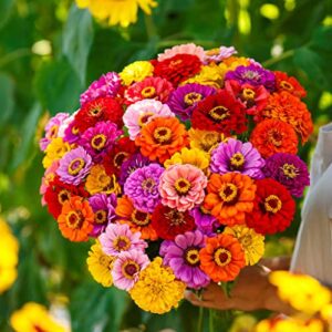 zinnia seeds – california giants – 1 ounce – red/pink/orange flower seeds, open pollinated seed attracts bees, attracts butterflies, attracts hummingbirds, attracts pollinators