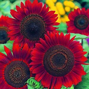 utopiaseeds red sun sunflower seeds – attracts butterflies and hummingbirds