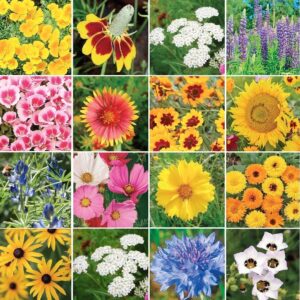 bird & butterfly wildflower seed mix – 1 pound – mixed wildflower seeds, attracts bees, attracts butterflies, attracts hummingbirds, attracts pollinators, easy to grow & maintain, cut flower garden