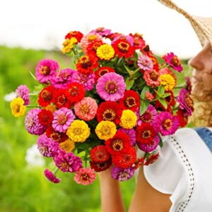 zinnia seeds – lilliput mix – 5 pounds – pink/yellow/orange flower seeds, heirloom seed attracts bees, attracts butterflies, attracts hummingbirds, attracts pollinators, easy to grow & maintain