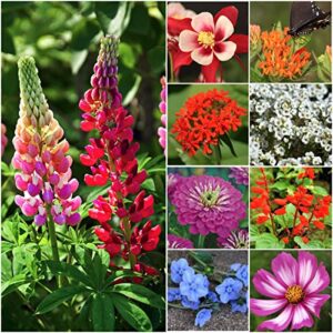 seed needs, 2.1 oz bulk package – 30,000 seeds hummingbird and butterfly attracting wildflower mixture (99% pure live seed – no filler) 20+ species annual perennial biennial