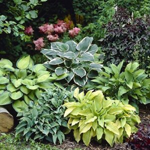 hosta mixed – 6 perennial bare roots