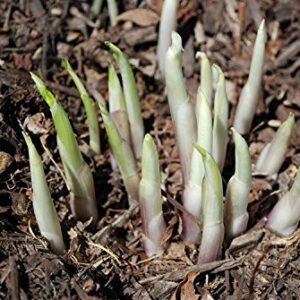 Hosta Mixed - 6 Perennial Bare Roots