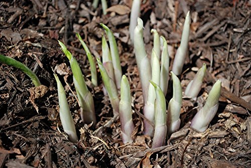 Hosta Mixed - 6 Perennial Bare Roots