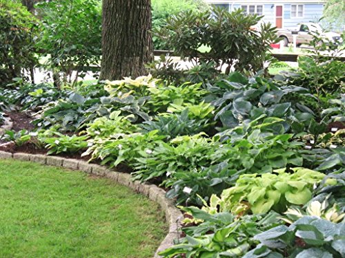 Hosta Mixed - 6 Perennial Bare Roots