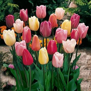 Mixed Triumph Tulip - 50 bulbs