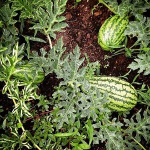 Watermelon Seeds - Georgia Rattlesnake - 1 Pound - Vegetable Seeds, Heirloom Seed Fast Growing, Culinary